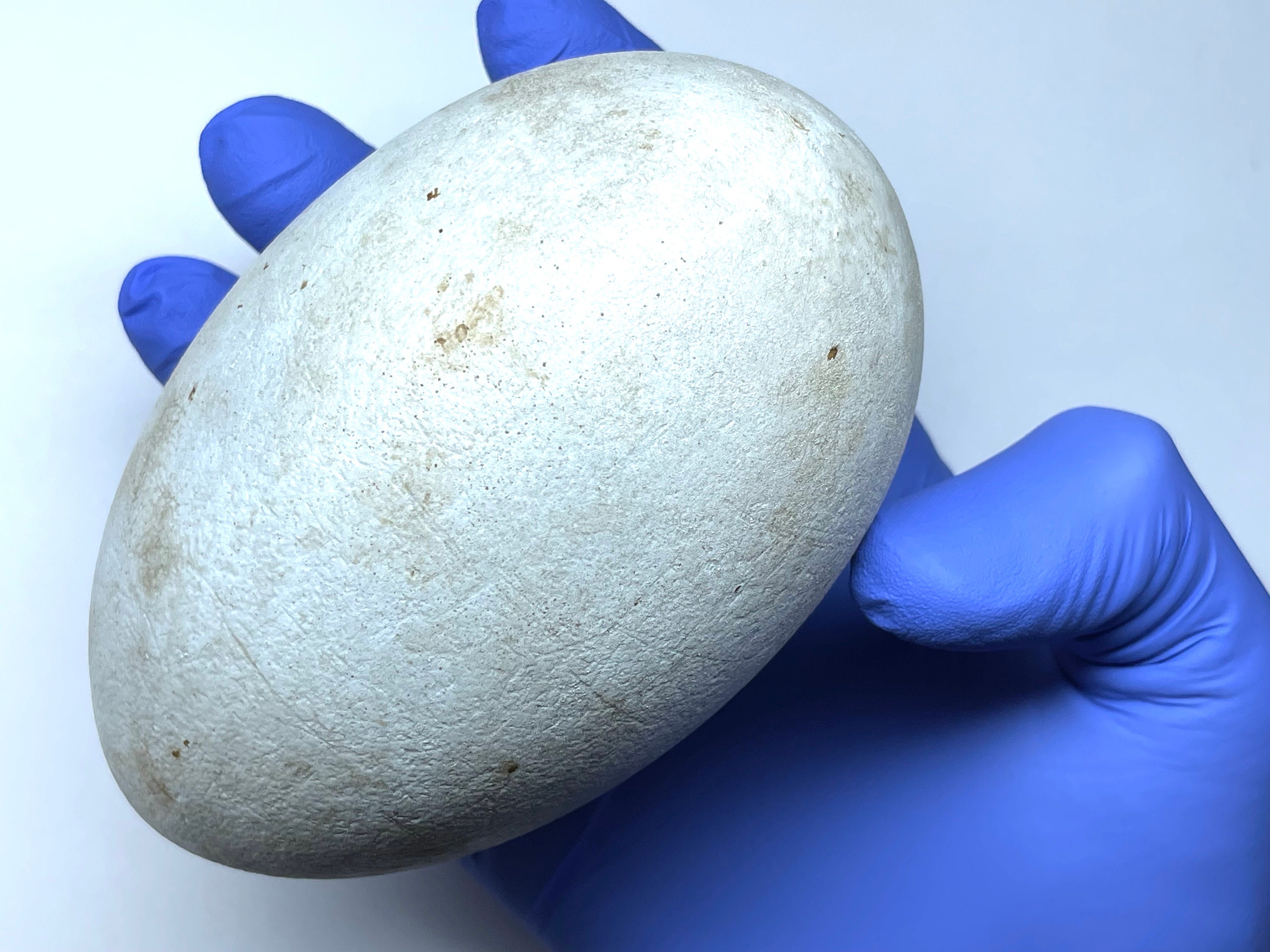 Trumpeter Swan Replica Bird Egg - Etsy