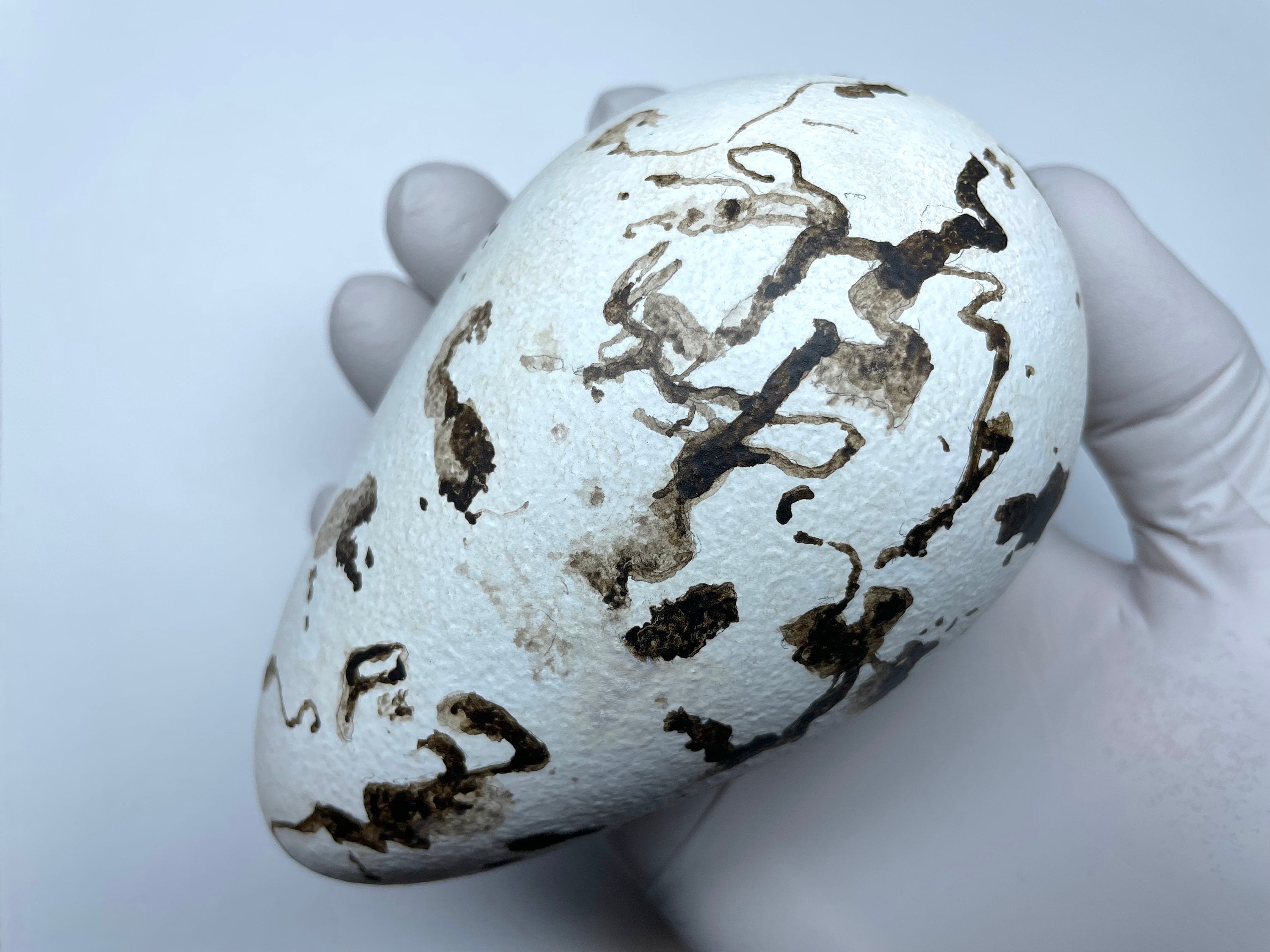 Extinct Great Auk Meezemakers Egg Replica - Etsy