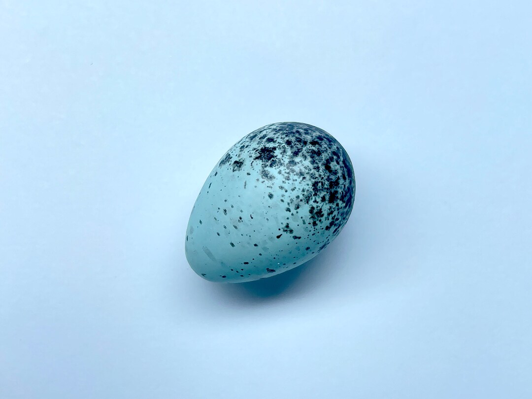 Nihoa Millerbird Replica Bird Egg - Etsy