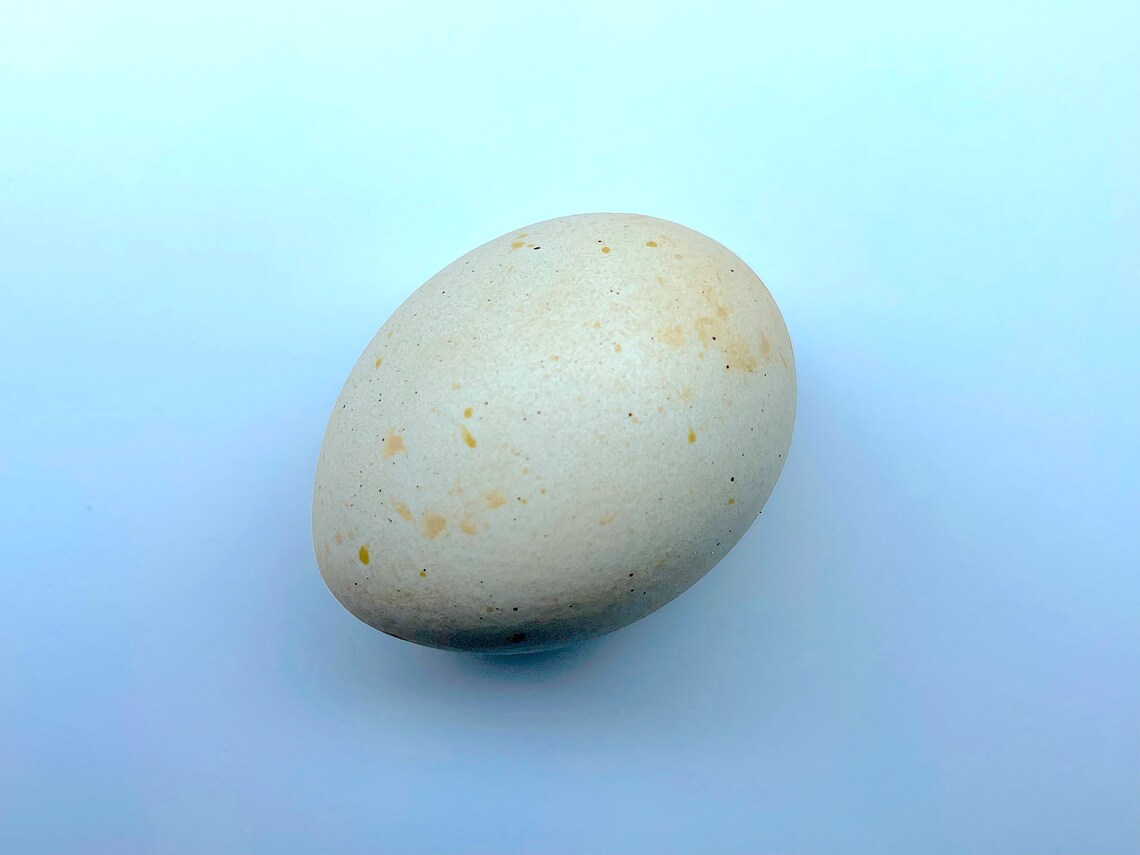 Extinct Passenger Pigeon Replica Bird Egg - Etsy