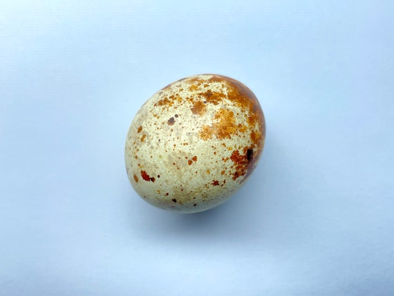 Sharp-shinned Hawk Replica Bird Egg | Etsy