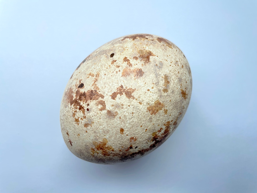 Wedge-tailed Eagle Replica Bird Egg - Etsy