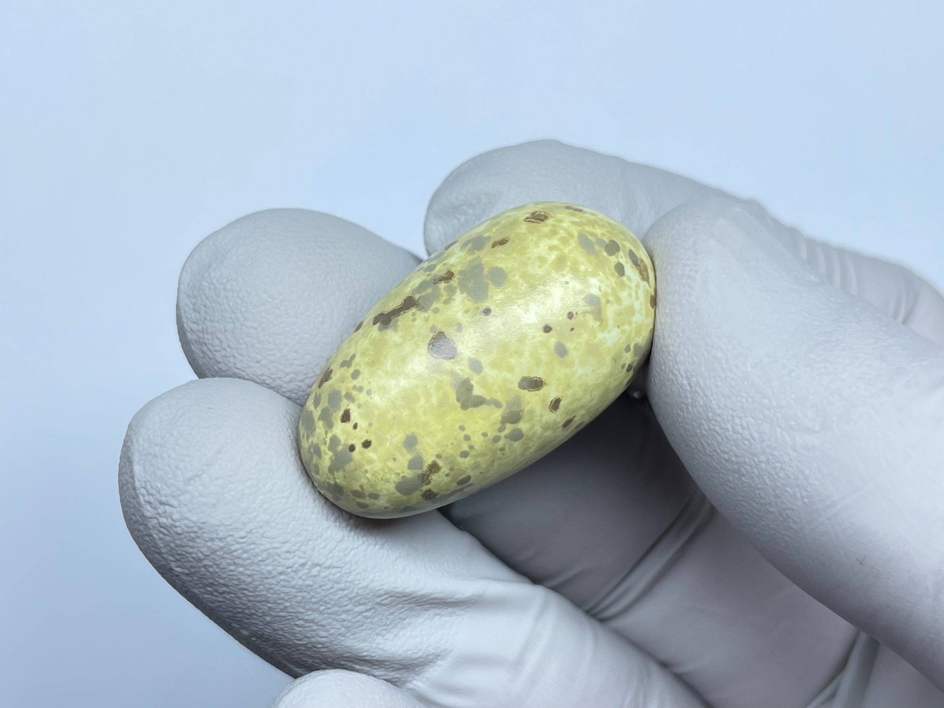 Anchiornis Huxleyi Replica Dinosaur Egg - Etsy