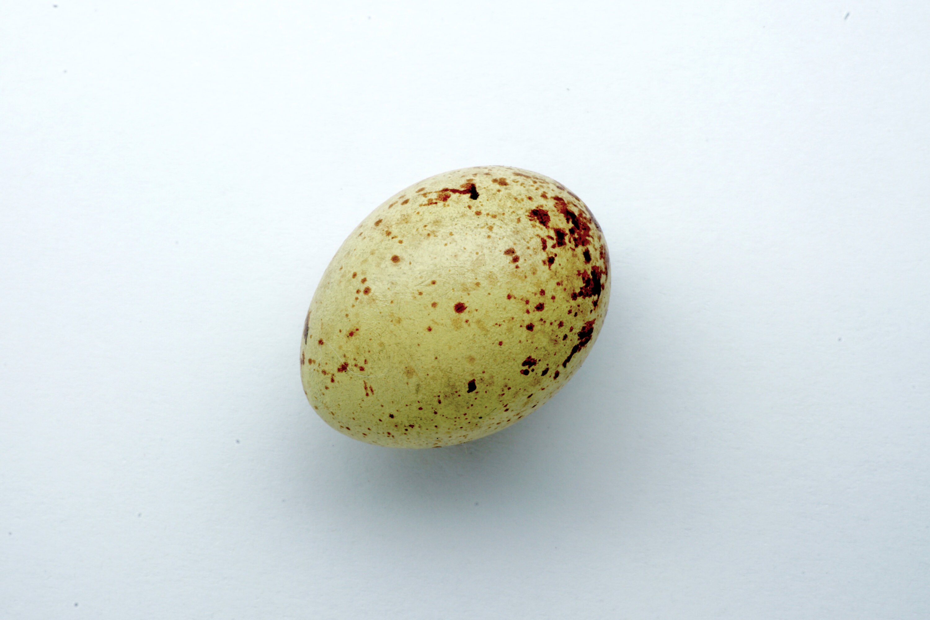 Mockingbird Eggs Color