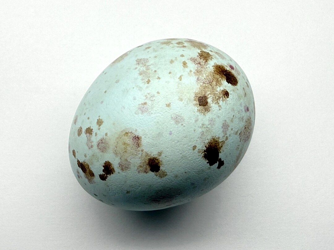 Harris's Hawk Replica Bird Egg - Etsy