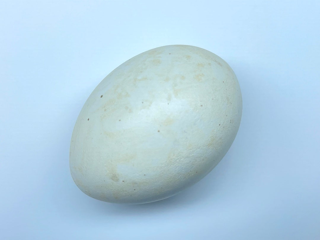 Greater Roadrunner Replica Egg - Etsy