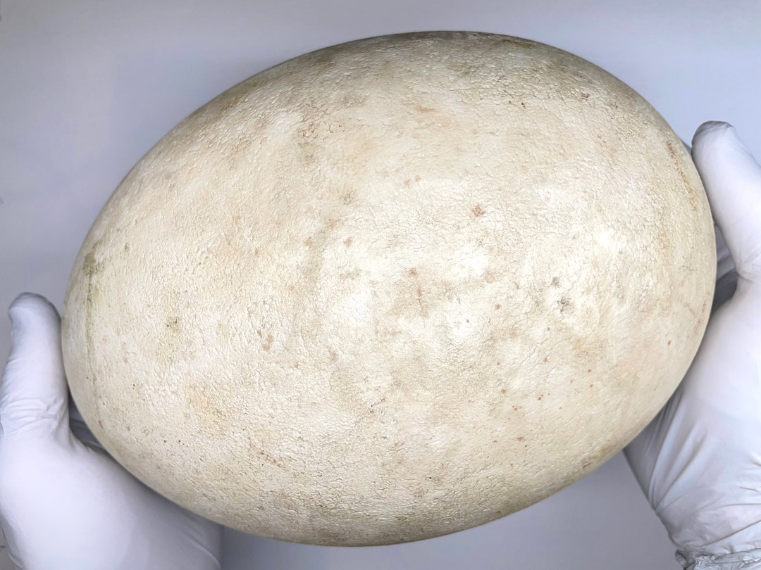 Extinct Southern Giant Moa Replica Bird Egg - Etsy