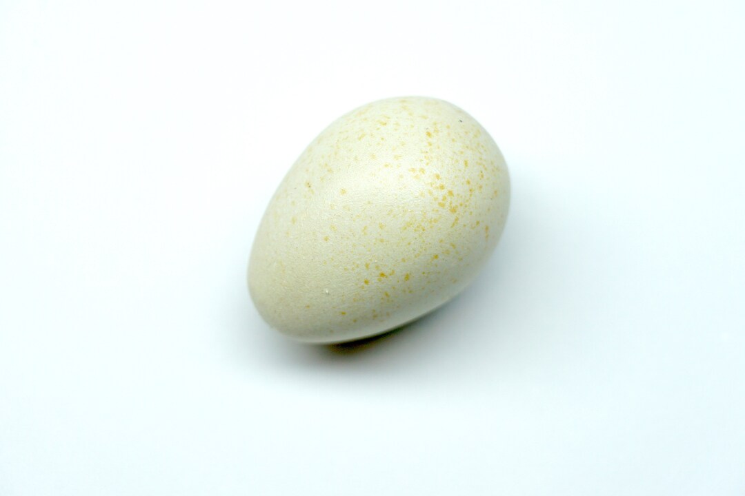 Eastern Phoebe Replica Bird Egg - Etsy