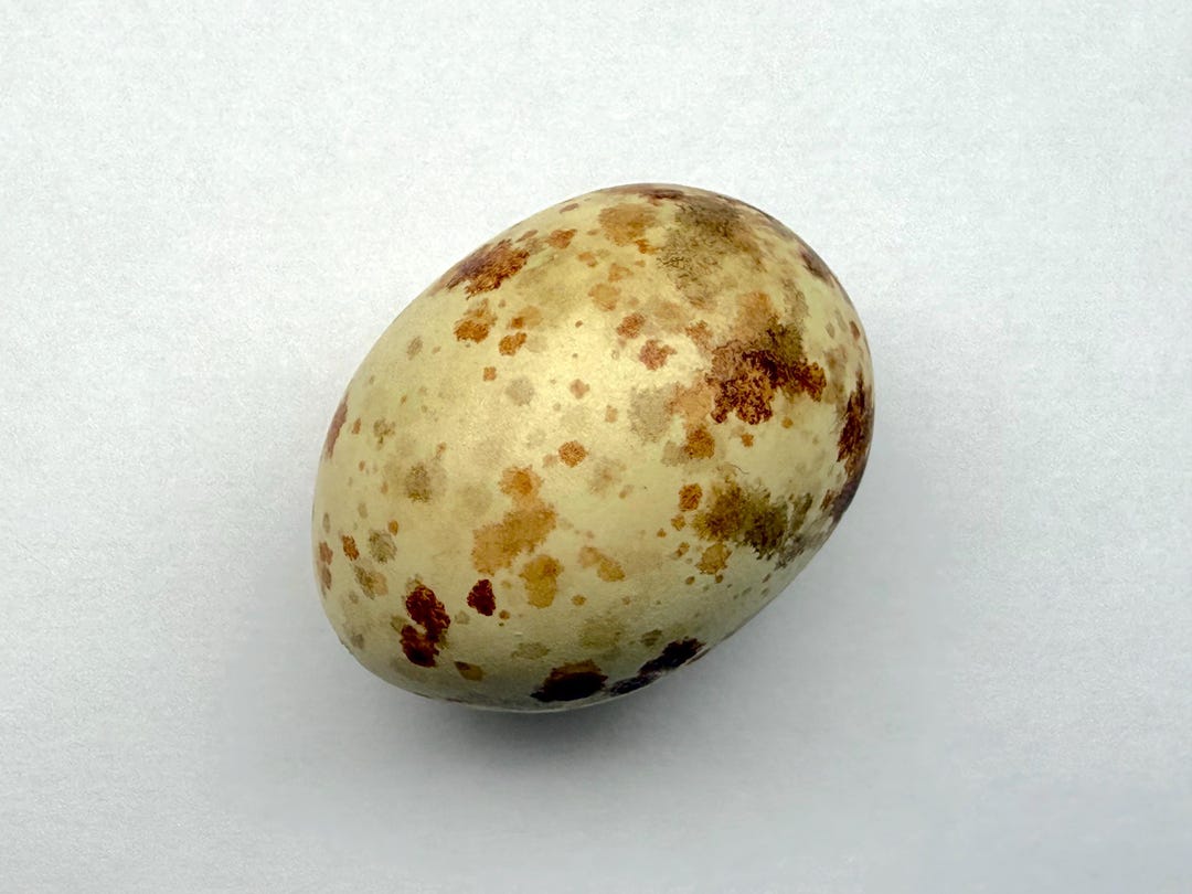 Northern Mockingbird Replica Bird Egg - Etsy