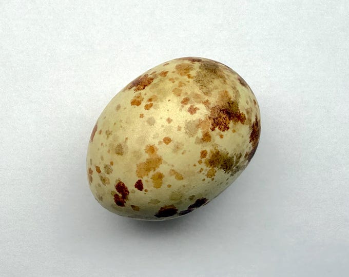 Northern Mockingbird Replica Bird Egg - Etsy