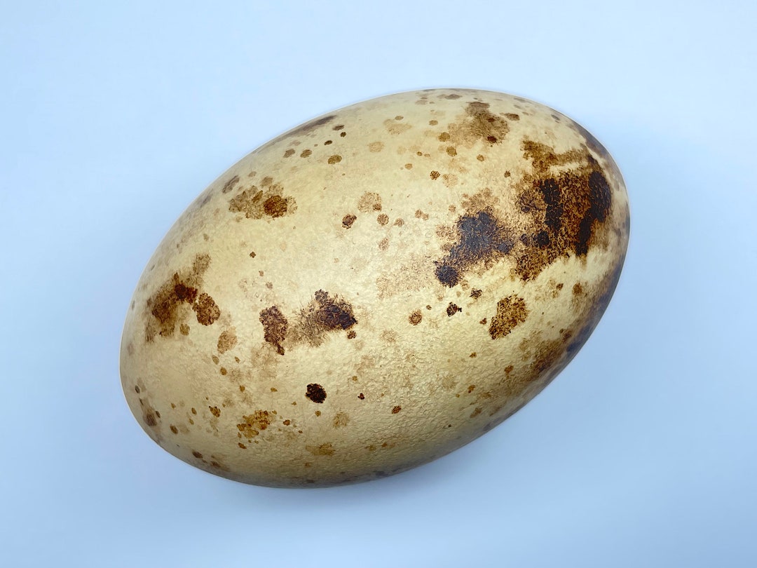 Ludwig's Bustard Replica Bird Egg - Etsy