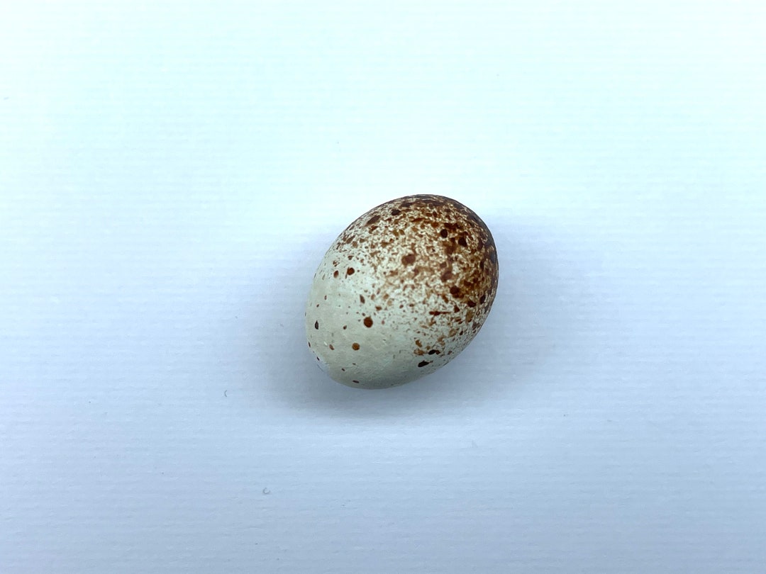 Eurasian Treecreeper Replica Bird Egg - Etsy