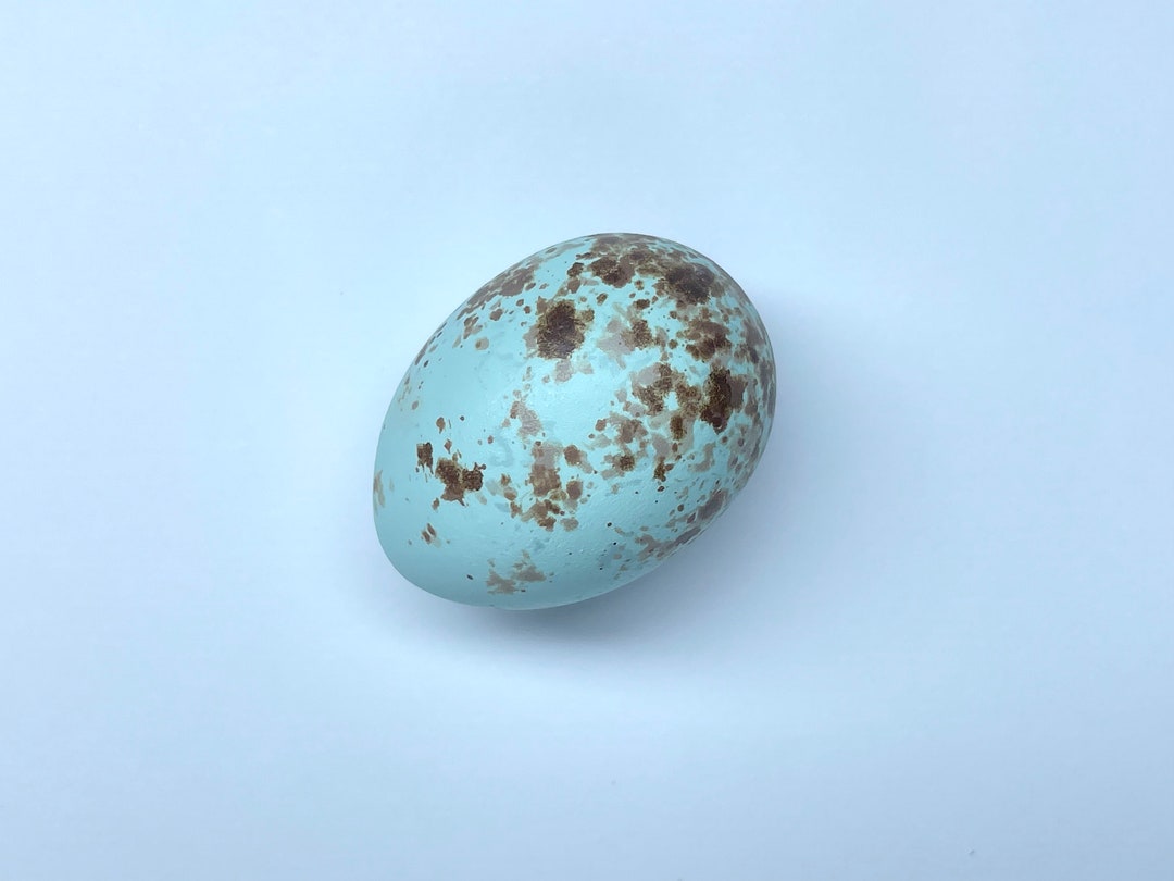 Steller's Jay Replica Bird Egg - Etsy