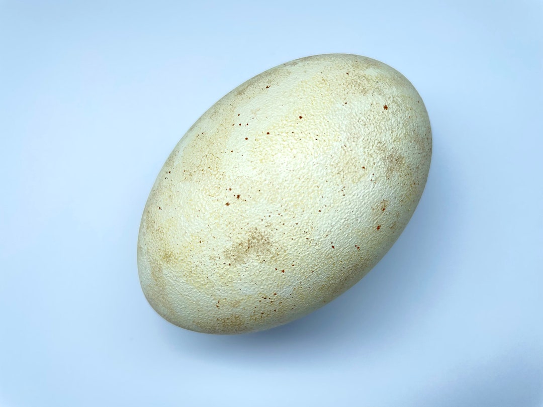 Hawaiian Goose - Nene Replica Bird Egg - Etsy