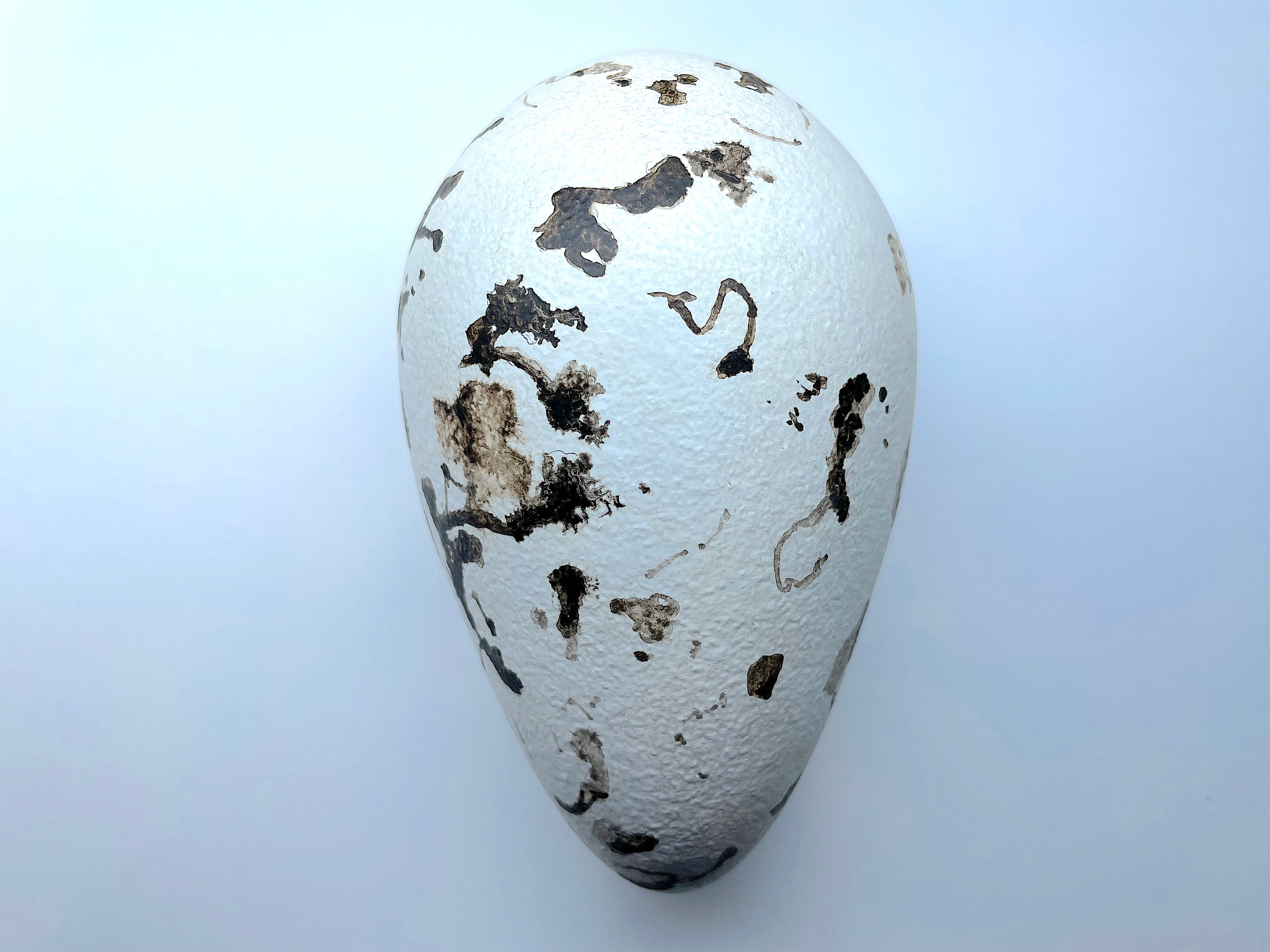 Extinct Great Auk Meezemakers Egg Replica - Etsy