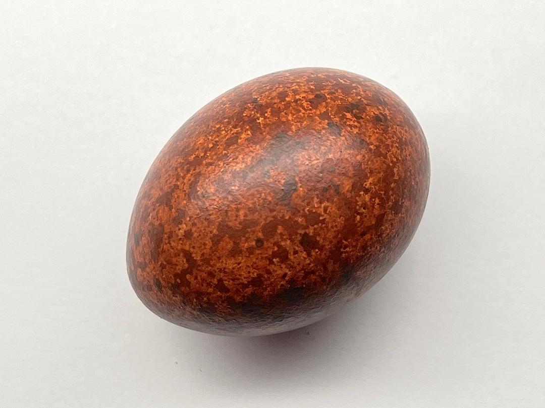 Merlin Falcon Replica Bird Egg - Etsy