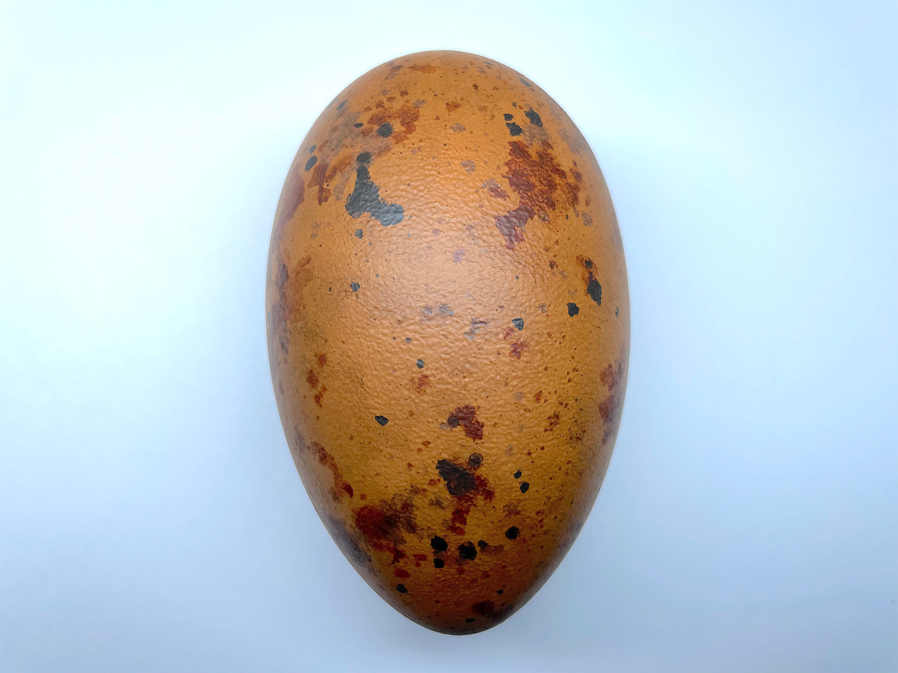 Common Loon Replica Bird Egg - Etsy