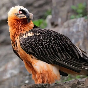 Lammergeier (bearded Vulture) Replica Bird Egg - Etsy