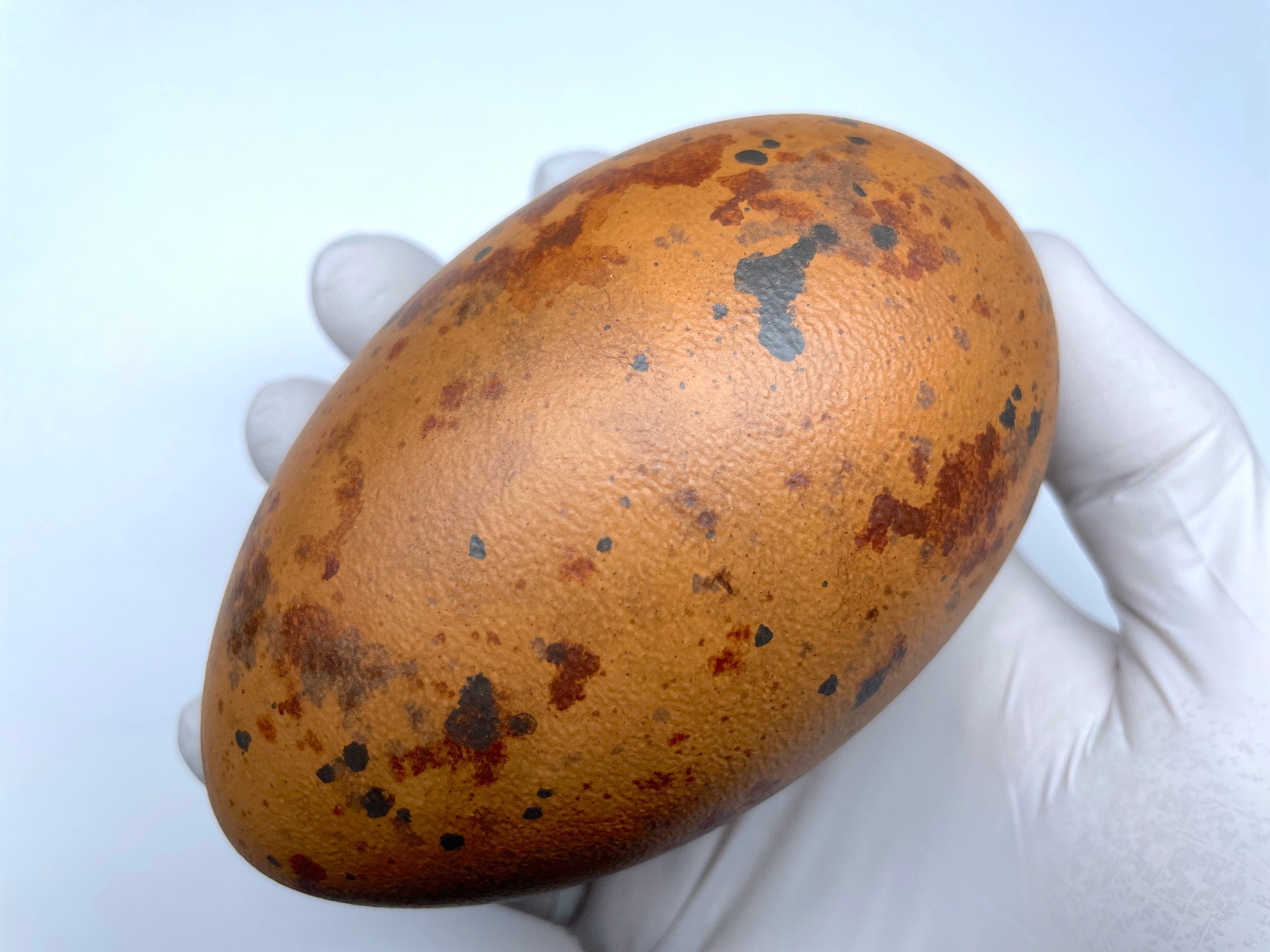 Common Loon Replica Bird Egg - Etsy