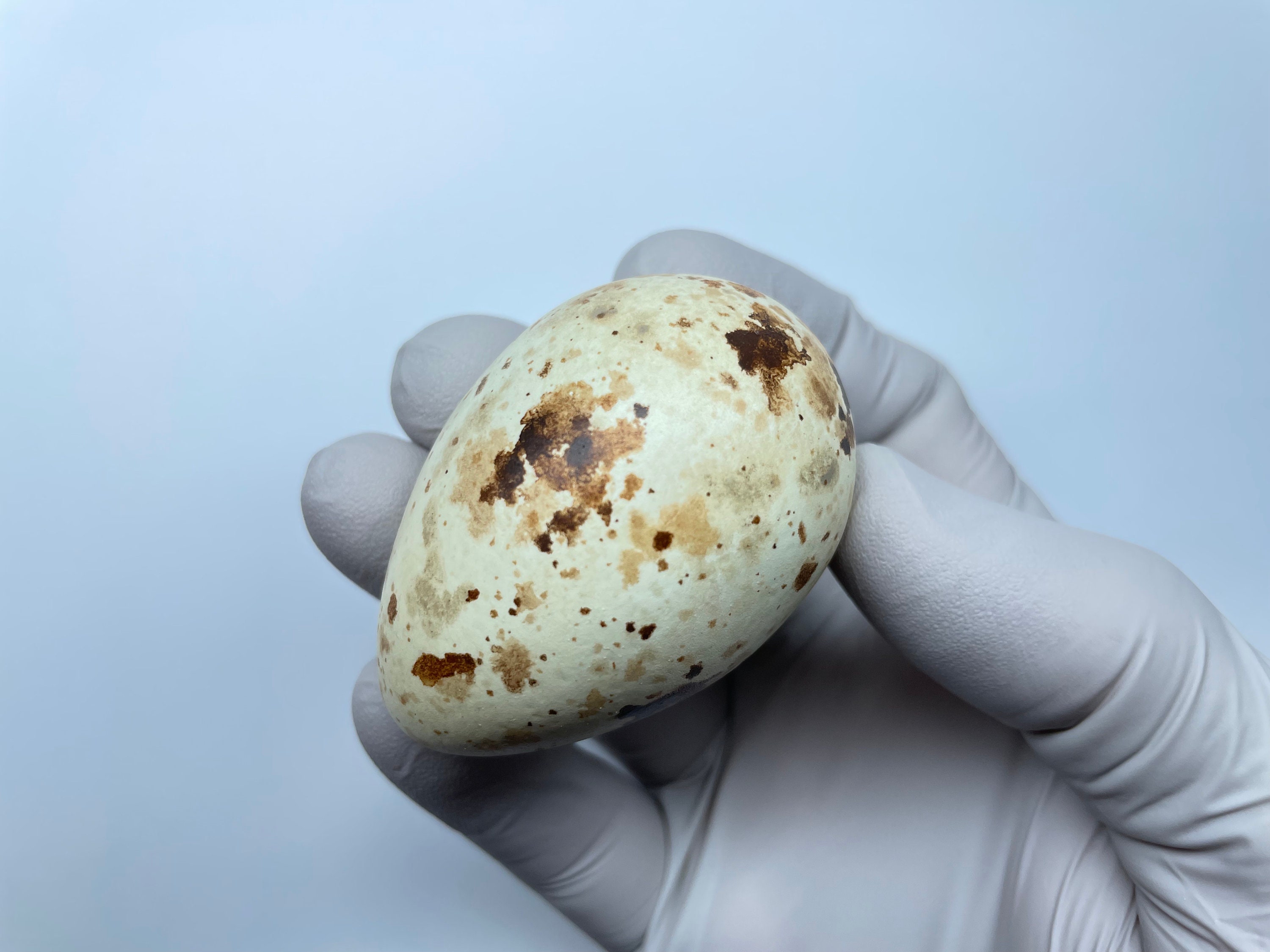 Sooty Tern Replica Bird Egg - Etsy