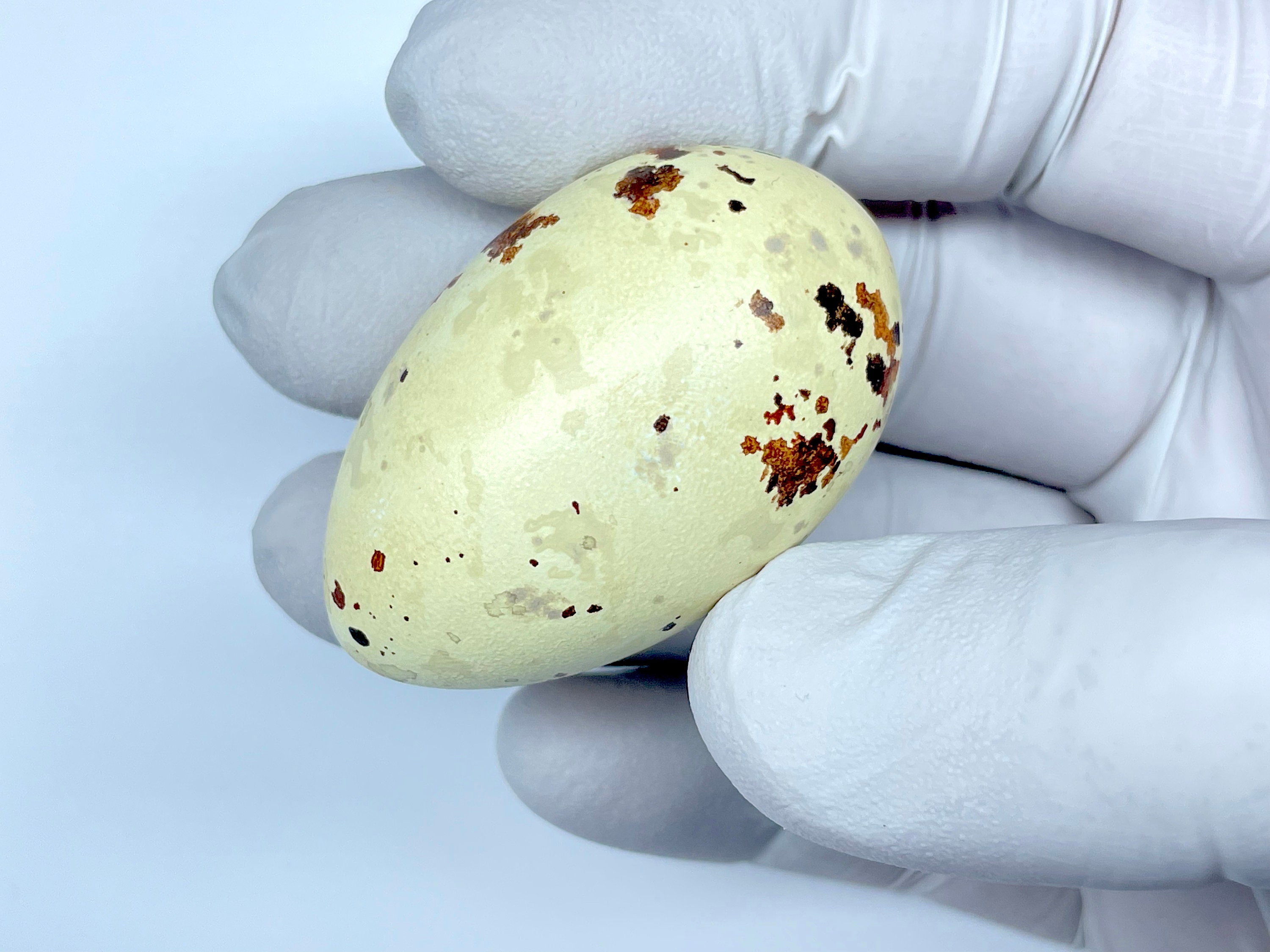 Hawaiian Noddy Noio Replica Bird Egg - Etsy