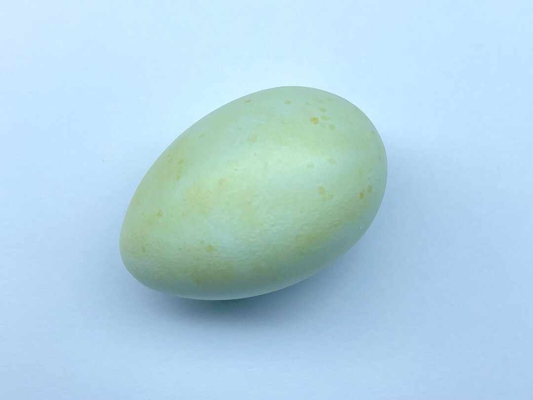 Lidth's Jay Replica Bird Egg - Etsy