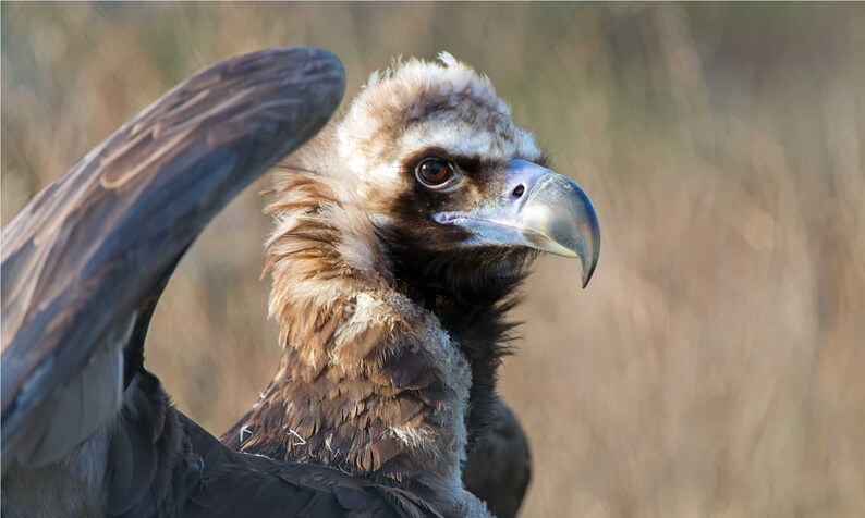 Cinereous Vulture Replica Egg - Etsy
