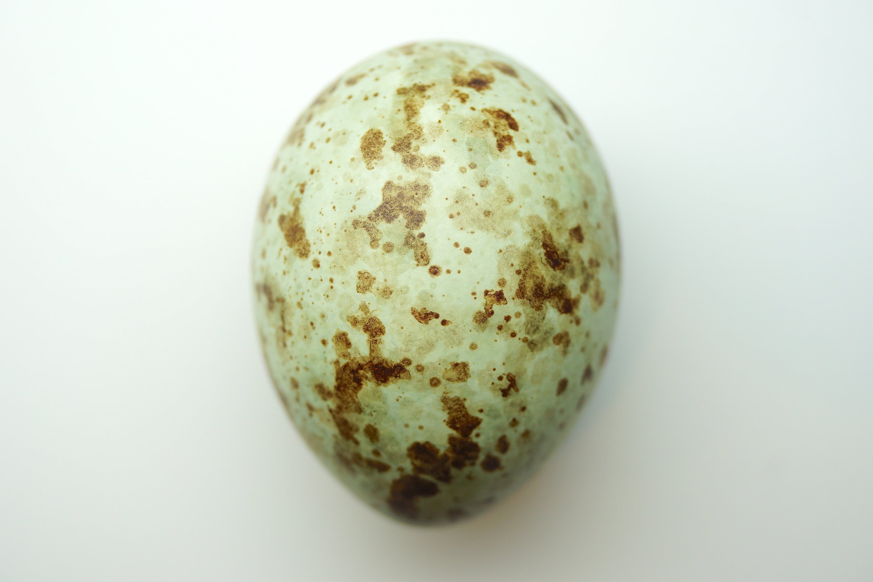Crow Egg