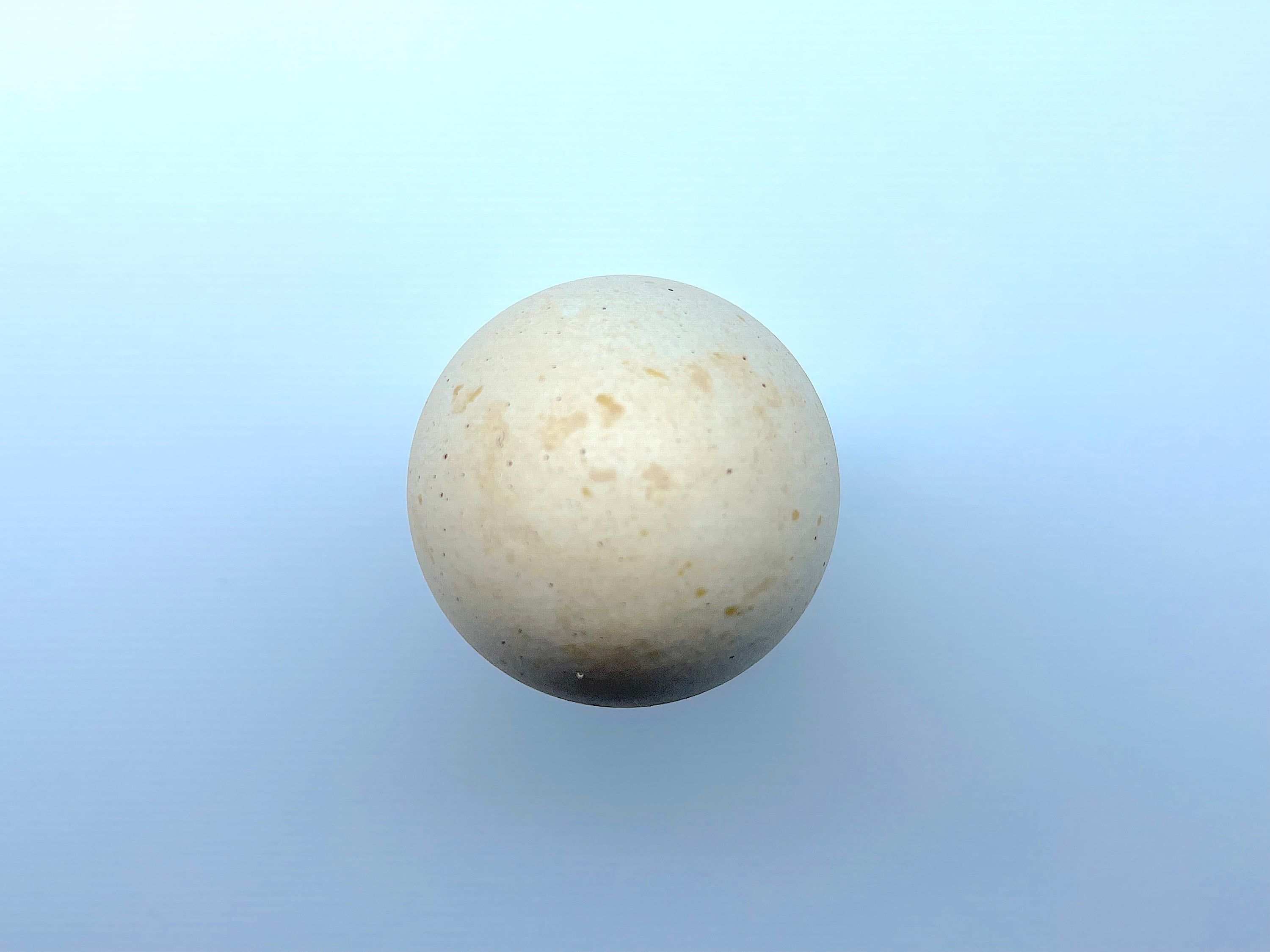 Extinct Passenger Pigeon Replica Bird Egg - Etsy