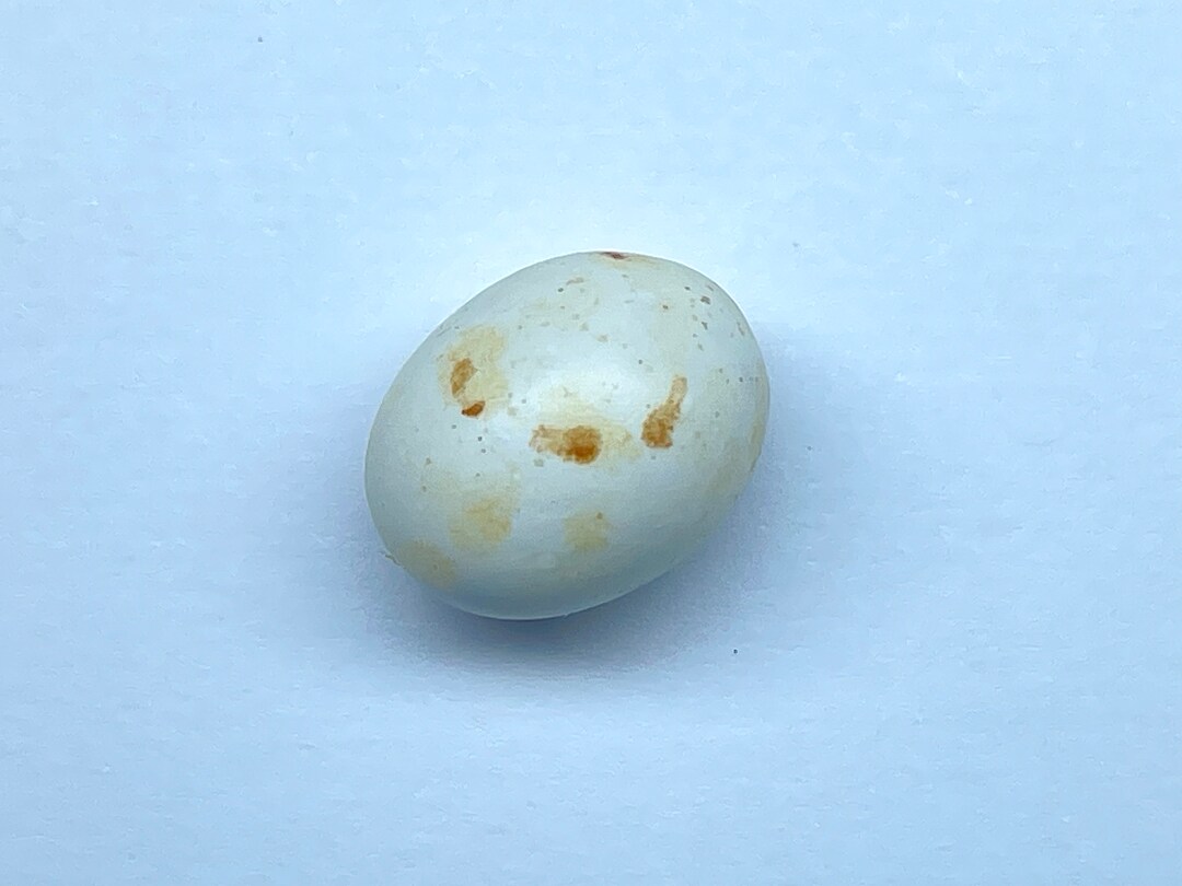 Short-beaked Echidna Replica Egg - Etsy