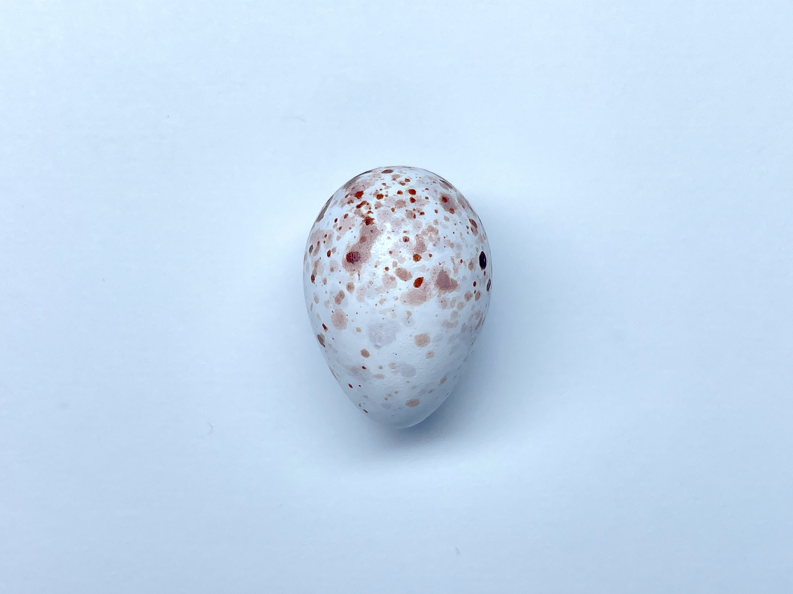 Nihoa Finch Replica Bird Egg - Etsy