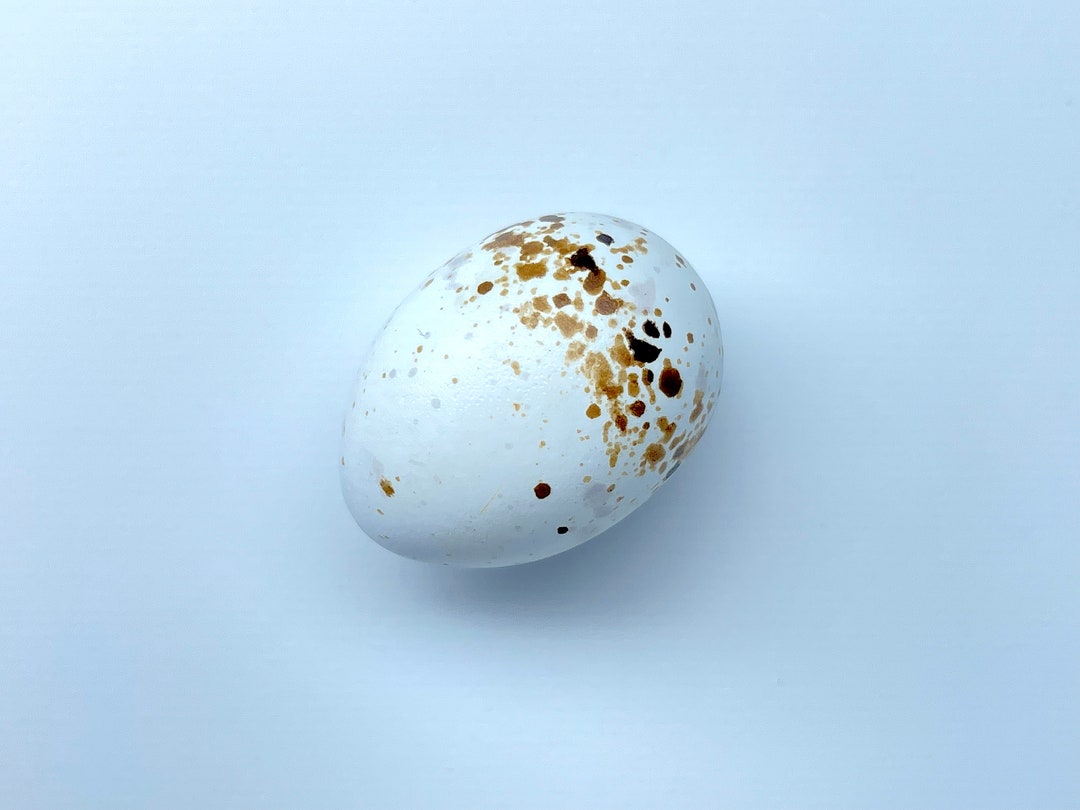 Akikiki Replica Bird Egg - Etsy