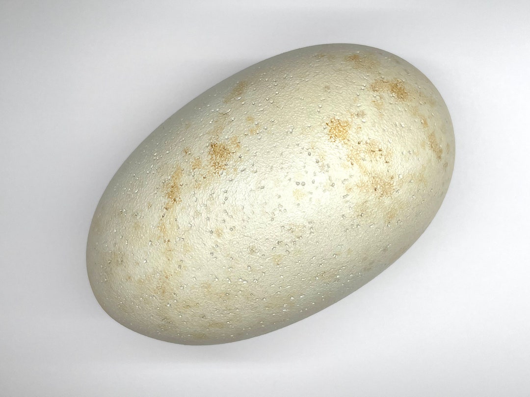 Extinct Dodo Replica Bird Egg - Etsy