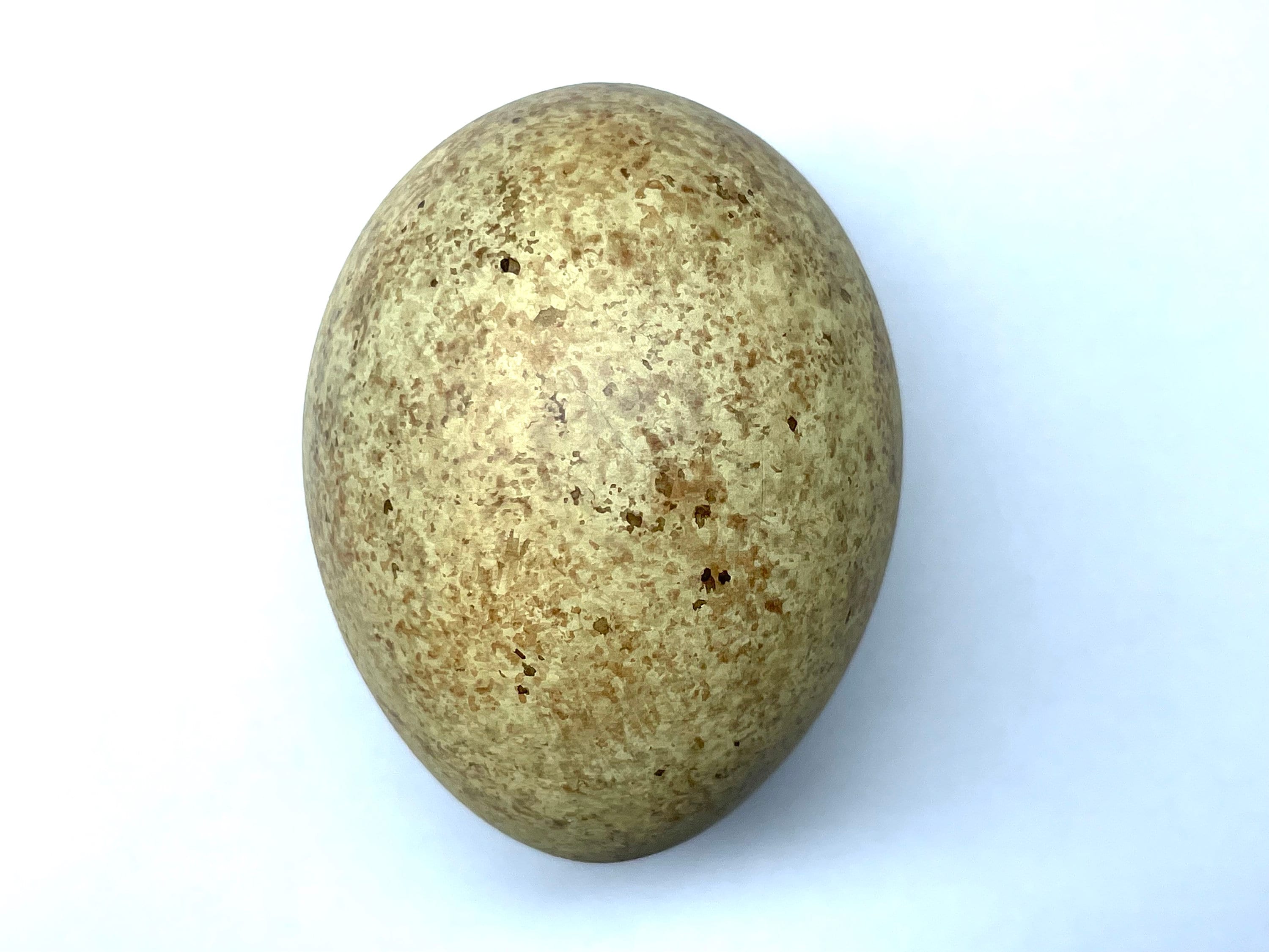 Prairie Falcon Replica Bird Egg - Etsy