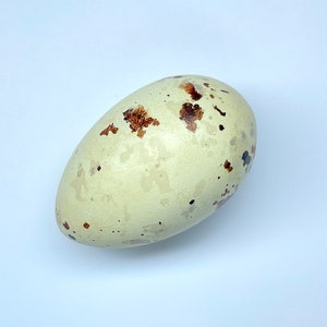 Hawaiian Noddy - Noio Replica Bird Egg - Etsy