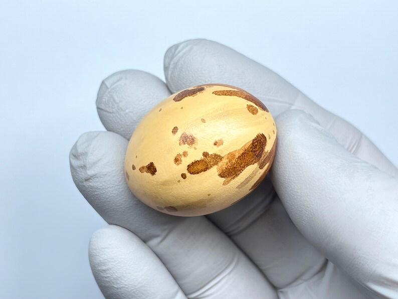 Rothschild's Astrapia Replica Bird Egg - Etsy