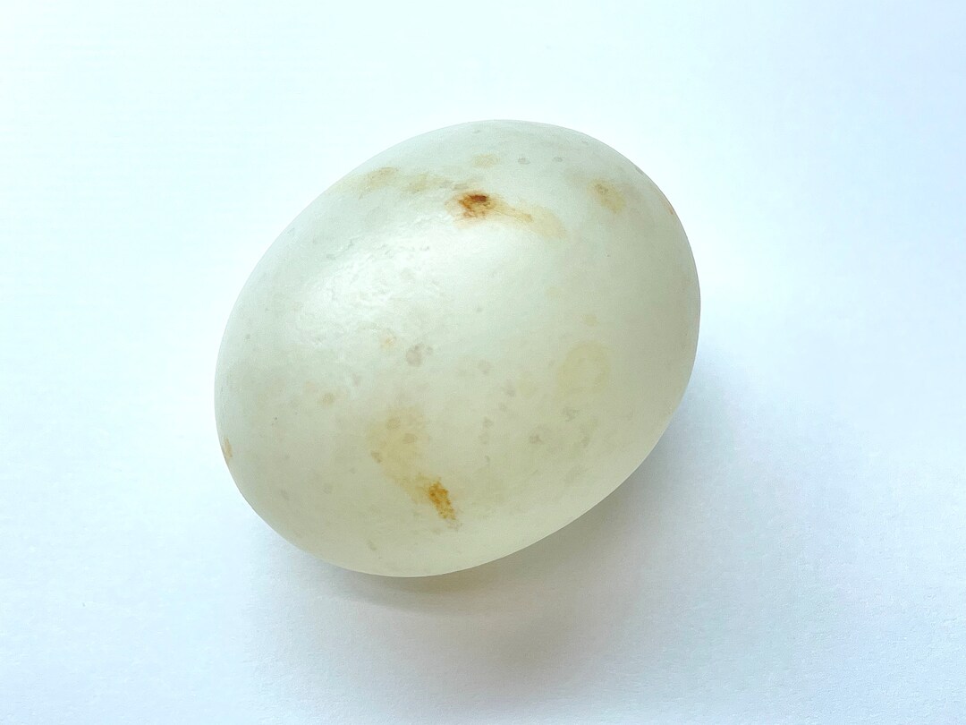 Extinct Murrayglossus Hacketti Replica Egg - Etsy