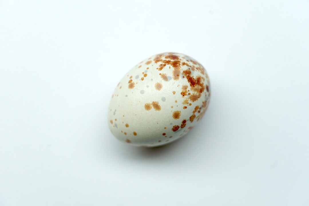 Pine Warbler Replica Bird Egg - Etsy