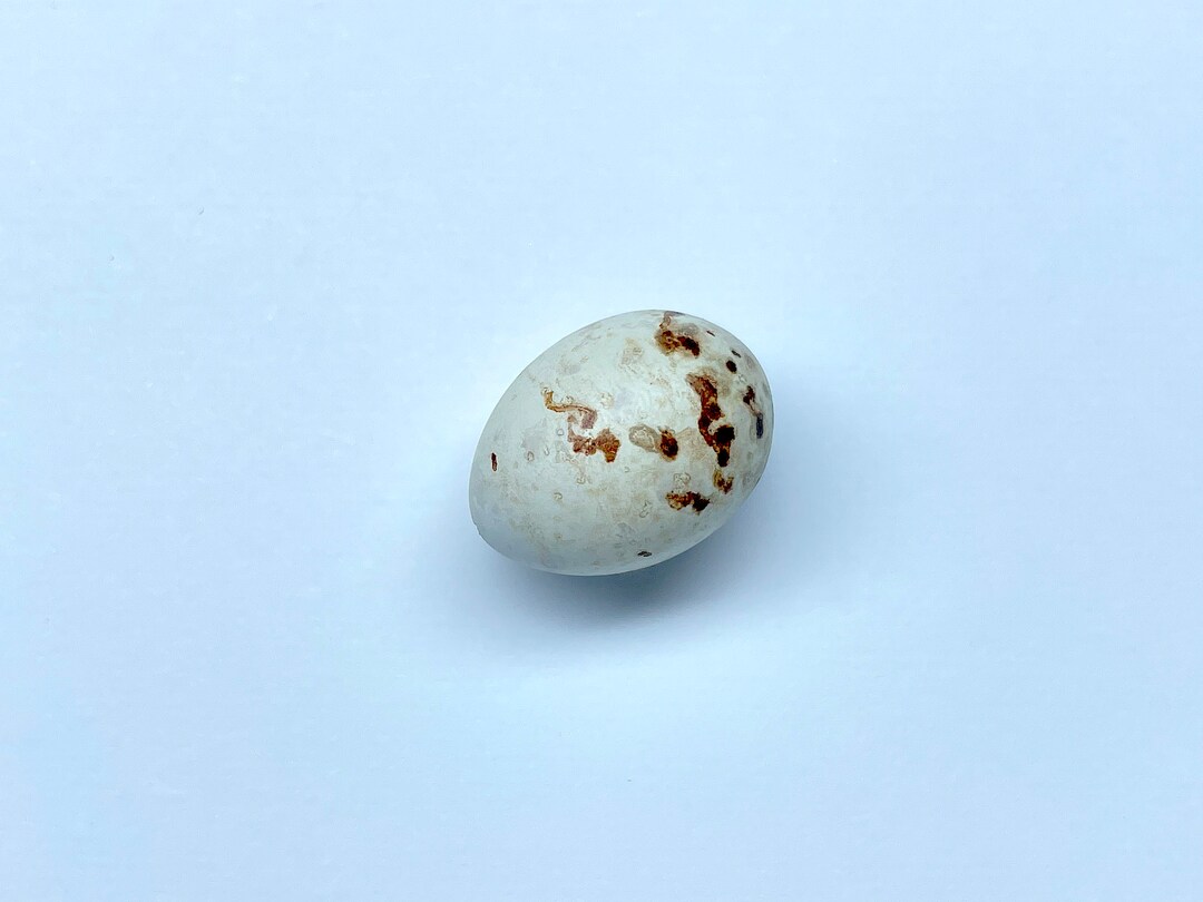 Akeke’e Replica Bird Egg - Etsy