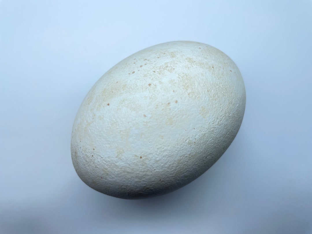 Ruppell's Vulture Replica Bird Egg - Etsy