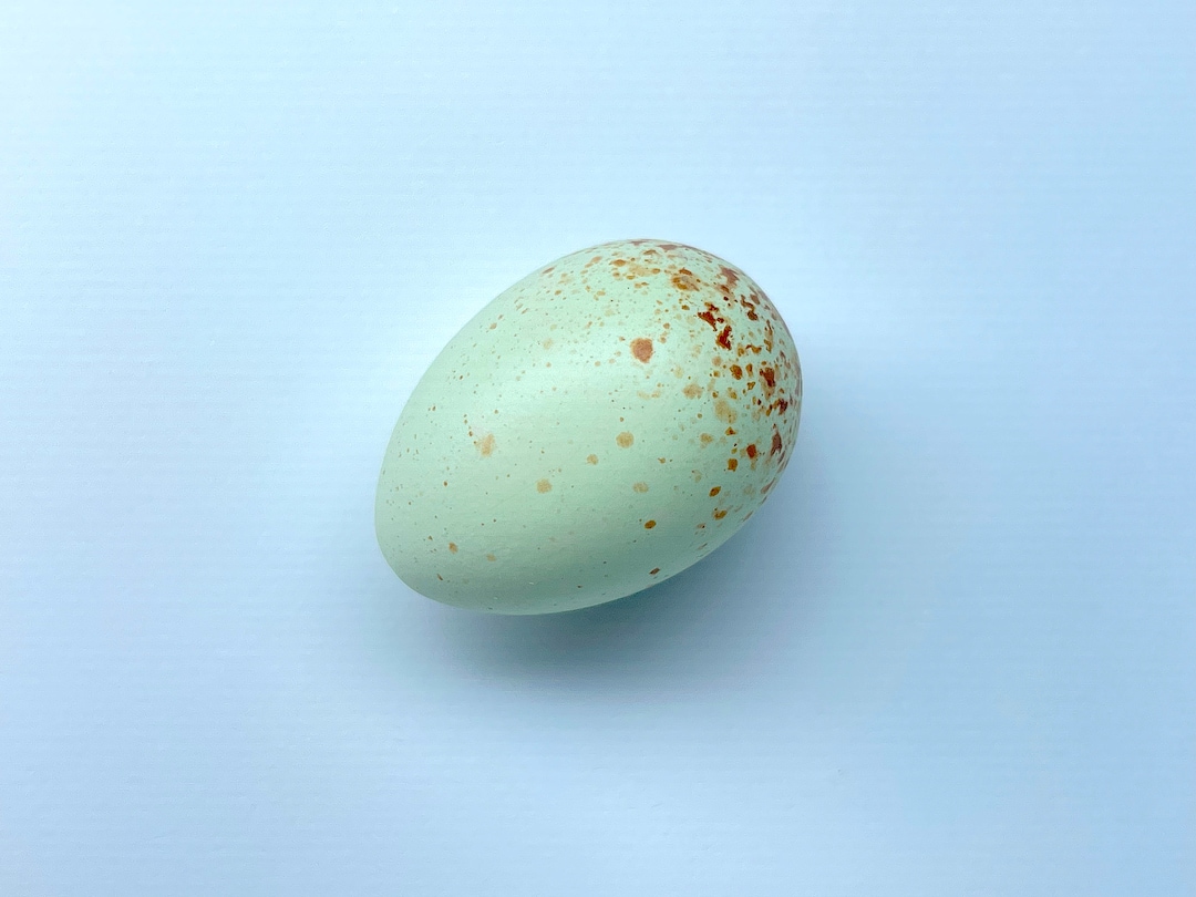 Puaiohi Replica Bird Egg - Etsy