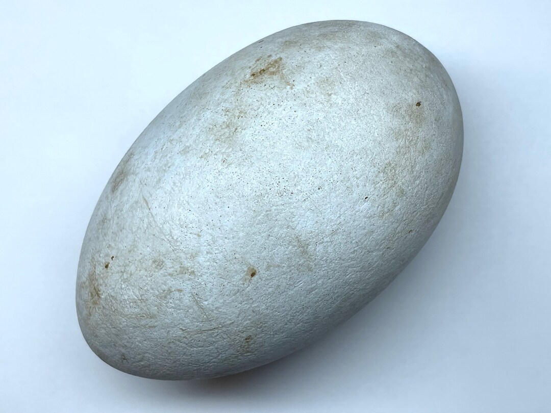 Trumpeter Swan Replica Bird Egg - Etsy