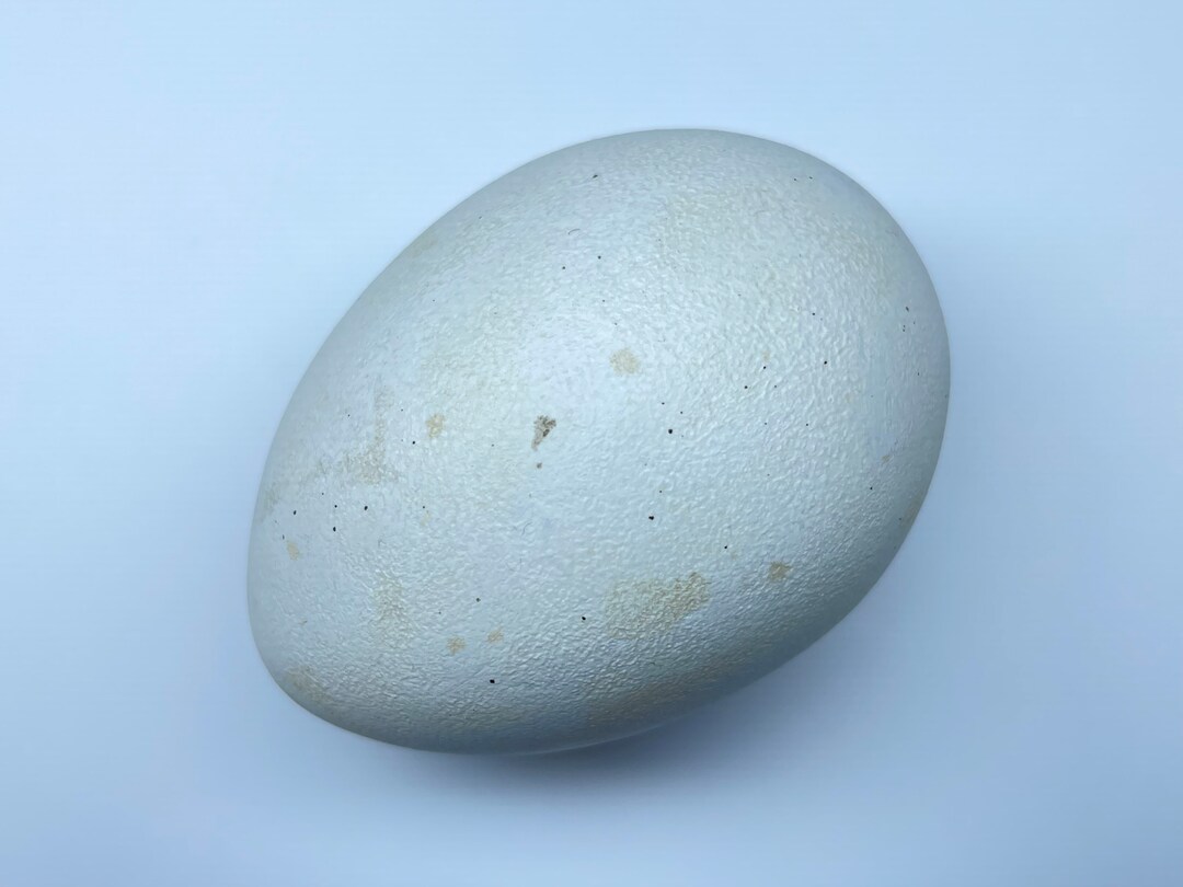 Atlantic Puffin Replica Bird Egg - Etsy