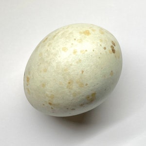 Cooper's Hawk Replica Bird Egg - Etsy
