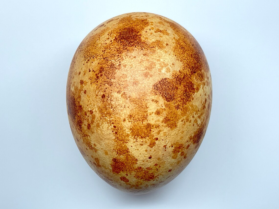 Lammergeier (bearded Vulture) Replica Bird Egg - Etsy