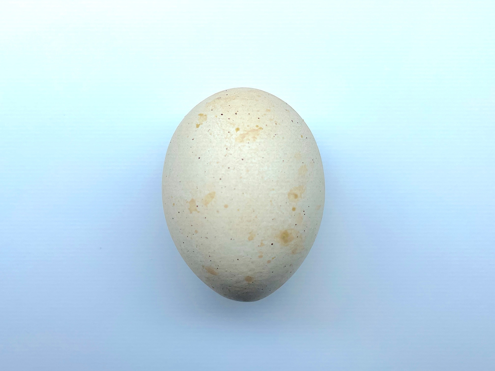 Extinct Passenger Pigeon Replica Bird Egg - Etsy