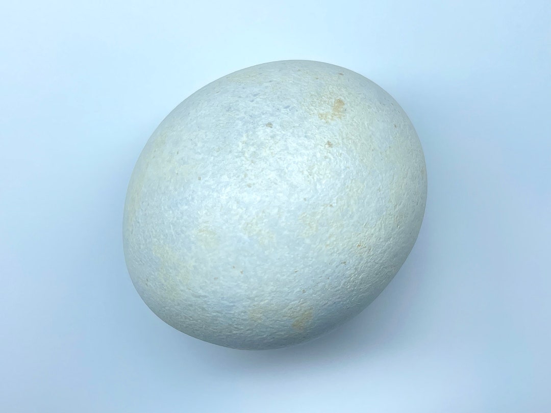 Great Horned Owl Replica Egg - Etsy