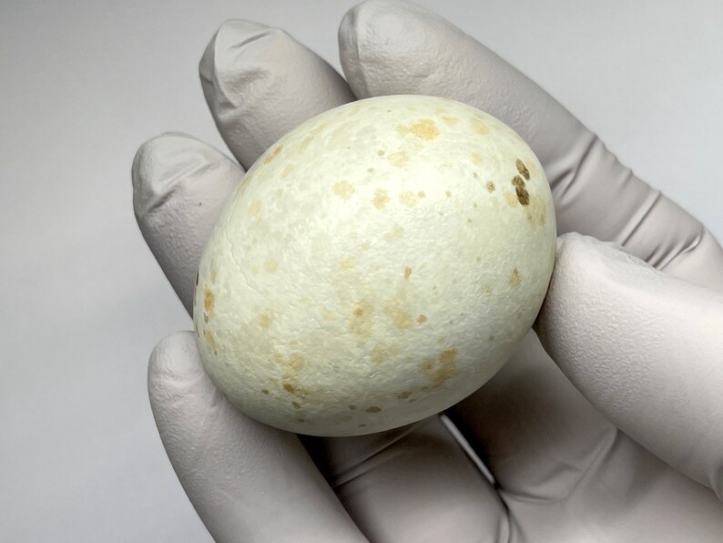 Cooper's Hawk Replica Bird Egg - Etsy