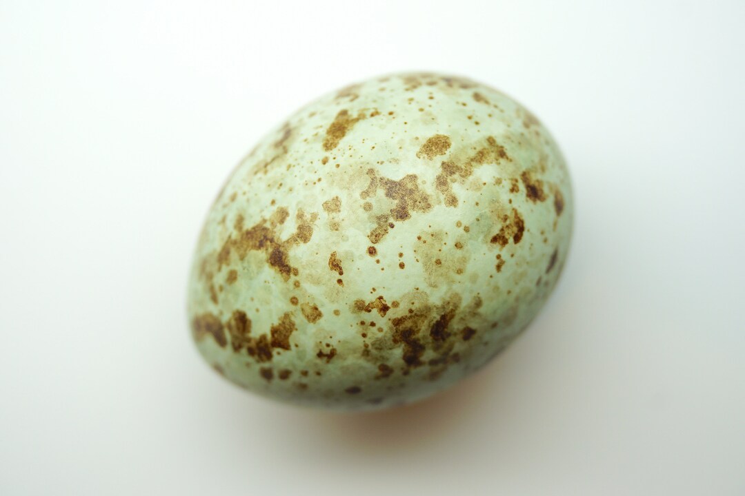 American Crow Replica Bird Egg - Etsy