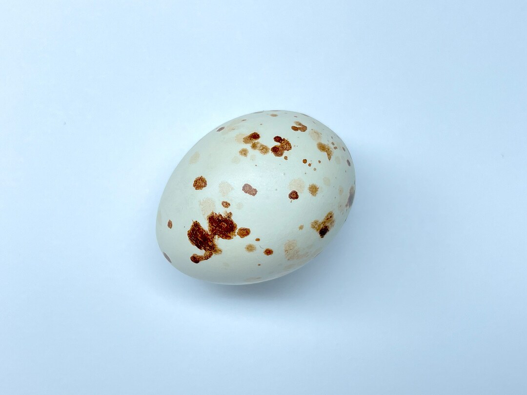 Kauai Amakihi Replica Bird Egg - Etsy